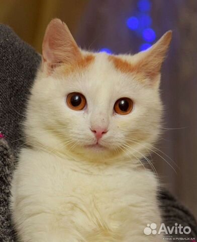 Прелестный котенок