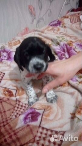 Русский спаниель