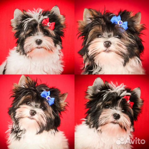 Щенки бивер йорка