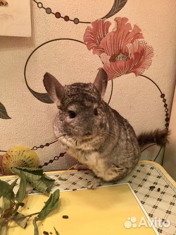 Шиншилла бархат