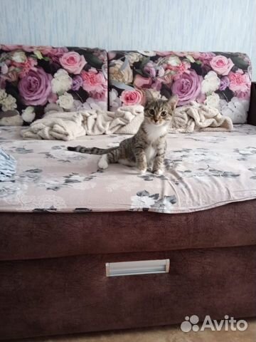 Отдам Котенка в добрые руки