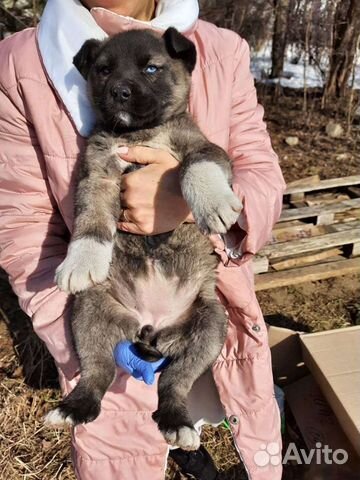 Собака