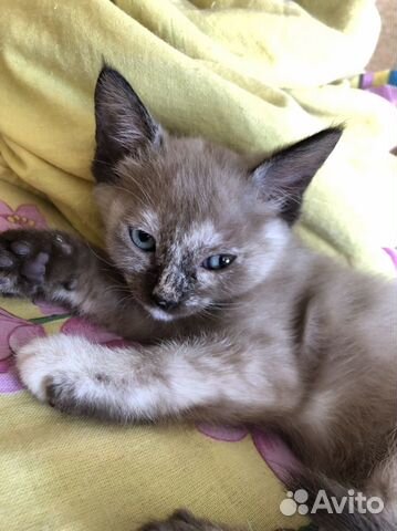 Донские девочки