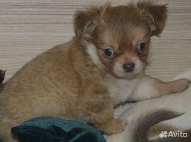 Шоко-соболь мальчик