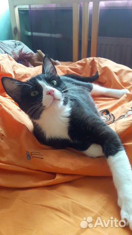 Кошечка Шпулька