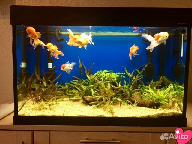 Аквариум Акваплюс PRO 170