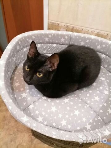 Кот