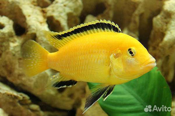 Лабидохромис еллоу