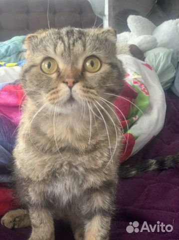 Шотландский веслоухий кот