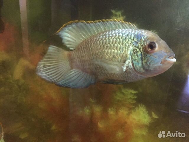 Наннокара (пара) или неоновая акара и анциструс