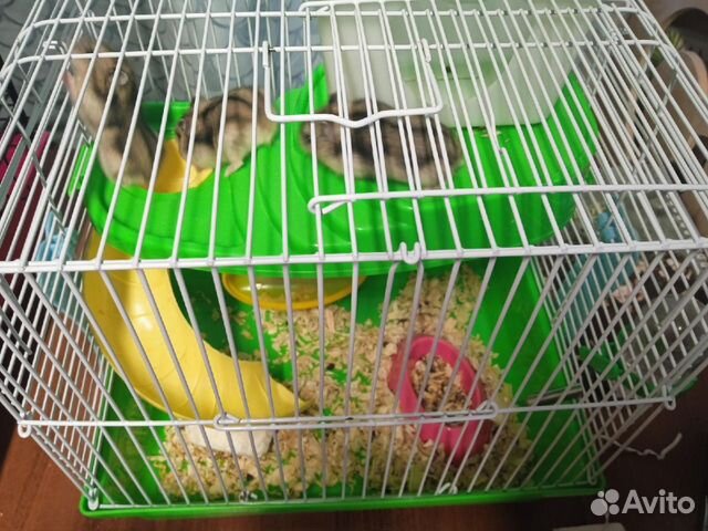 Джунгарский хомяк