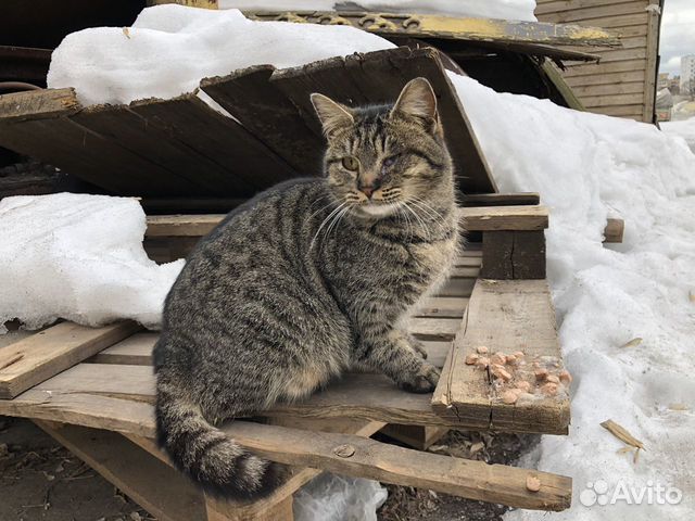 Кошка стерилизованная