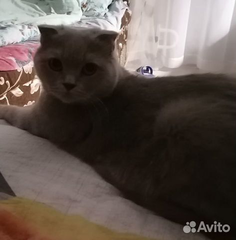 Шотландская вислоухая кошка