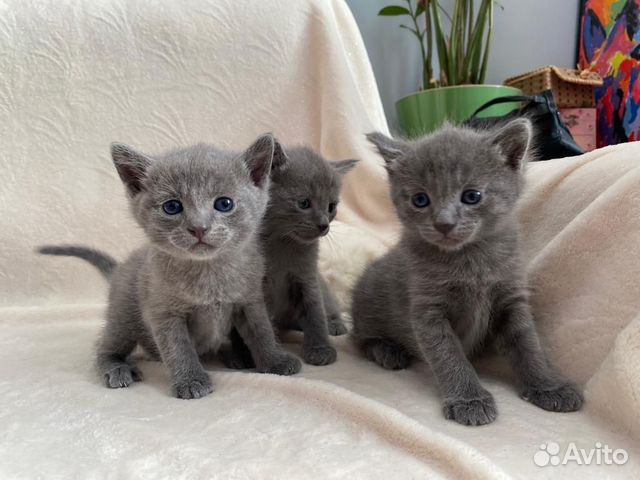 Котята русской голубой