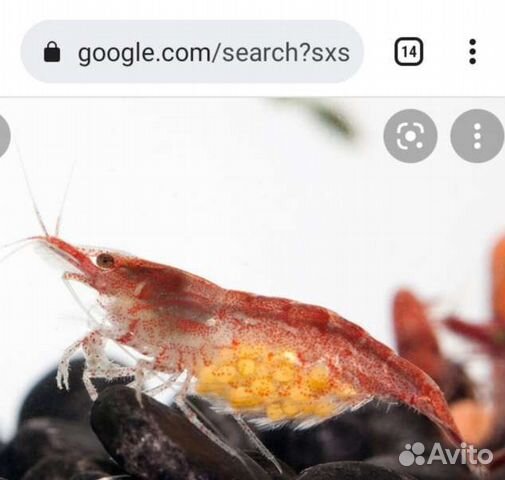 Криветки вишня