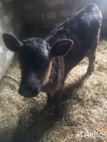 Теленок 5 дней.Бычек