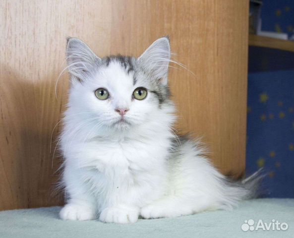 Котята Манчкин