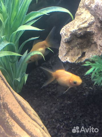 Золотые рыбки