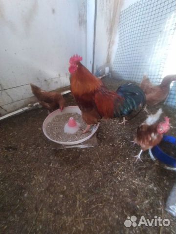 Продам петуха Кучинского Юбилейного