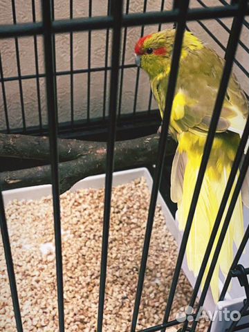 Попугай какарик новозеландский краснолобый