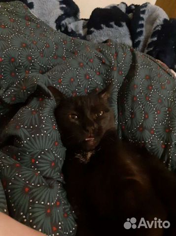 Кошка картошка
