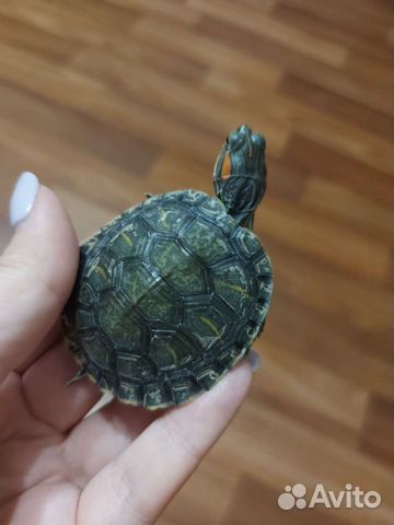 Красноухая черепаха