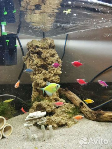 Тернеции glofish