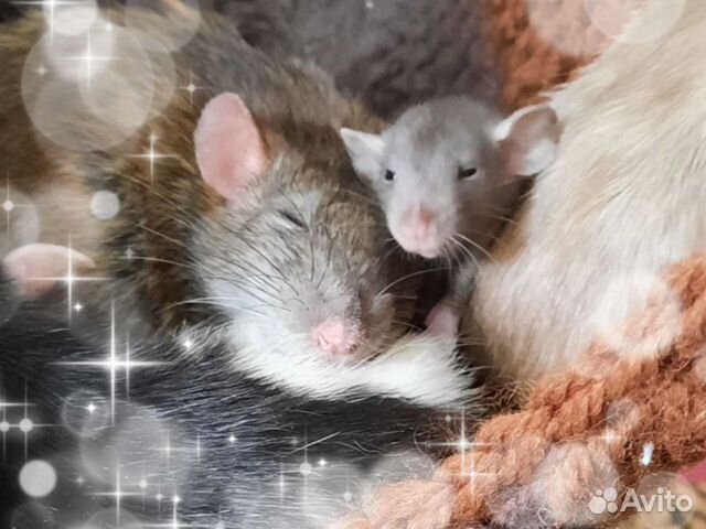 Крысята мальчики