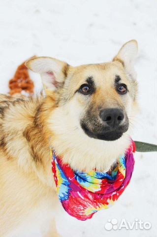 Собака Твинки