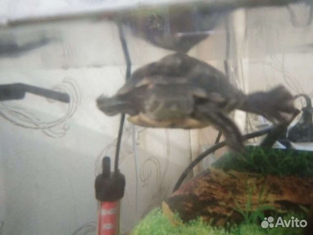 Аквариумные рыбки и растения черепаха