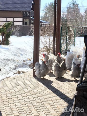 Орпингтоны лаванда (11 мес)