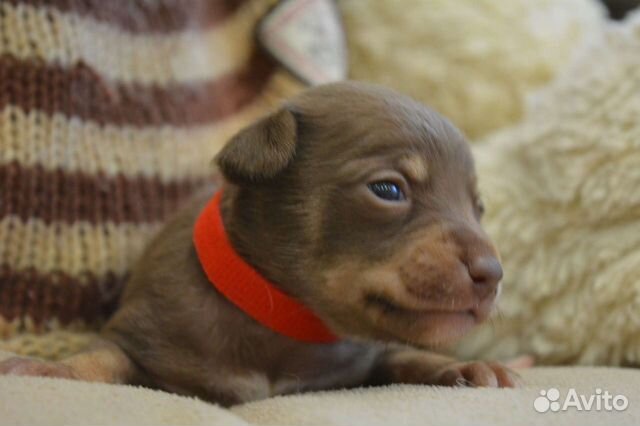 Шоколадка мексиканской голой мини