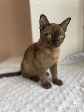 Бурманская