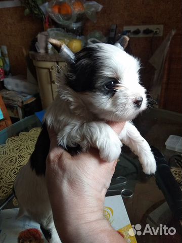 Няшки малышки в резервирование