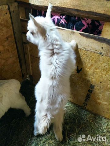 Козлик
