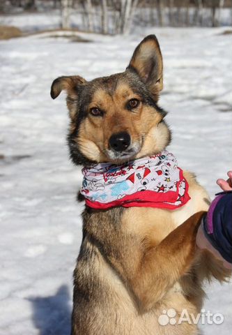 Ася-небольная собачка ищет дом