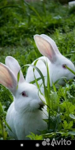 Кролик для фотосессии