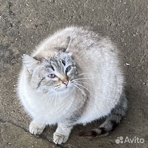 Невская маскарадная кошечка, помесь