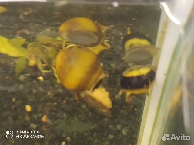 Улитка неретина