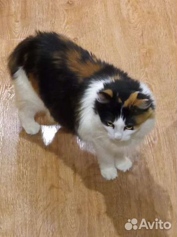 Кошечка в добрые руки