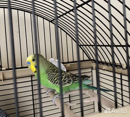 Волнистый 3,5 месяца