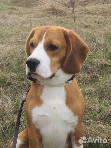 Бигль вязка кабель 4 года