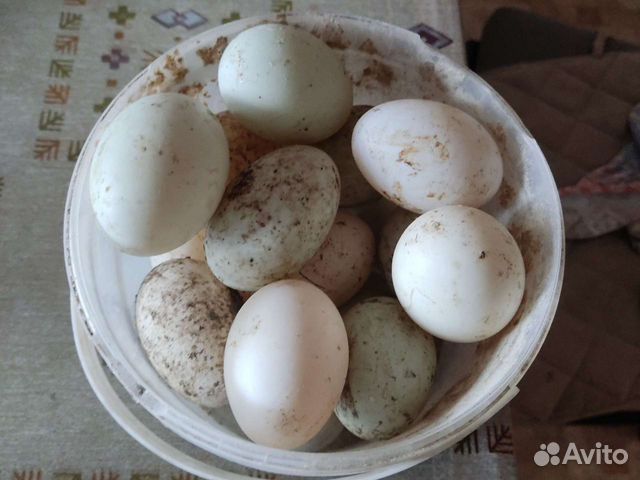 Утиные яйца куриные яйца