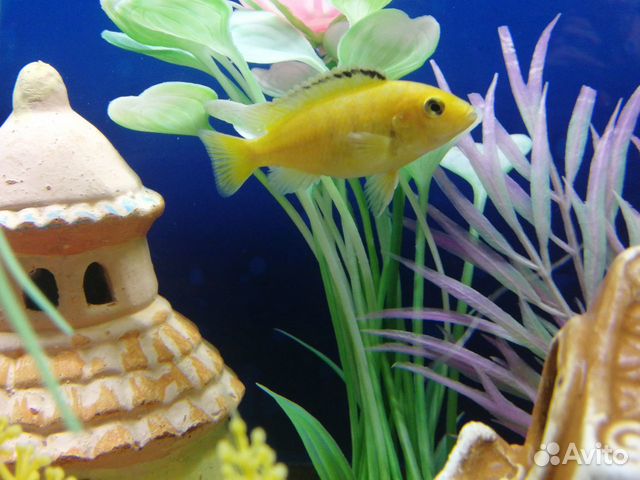 Цихлиды еллоу