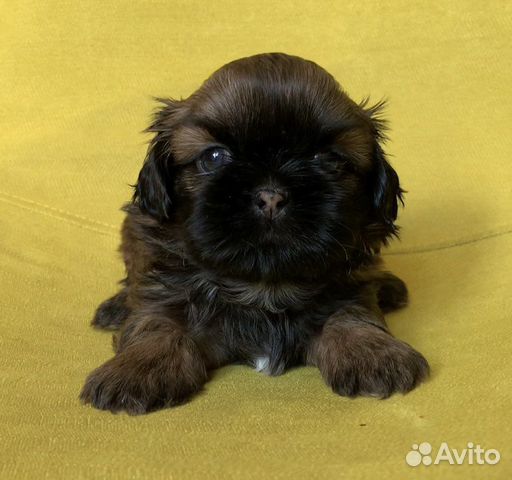 Малыши ши-тцу