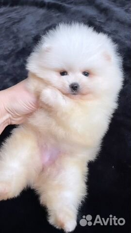 Шпиц три девочки светлых