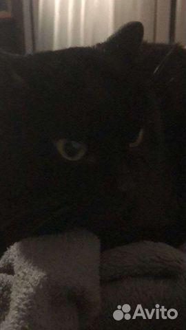 Кот