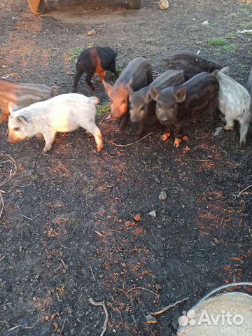 Поросята венгерской мангалицы, кармалы