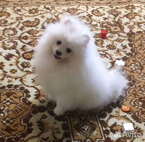 Шпиц mini белый