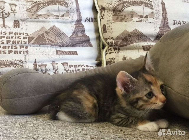 Котёнок курильского бобтейла